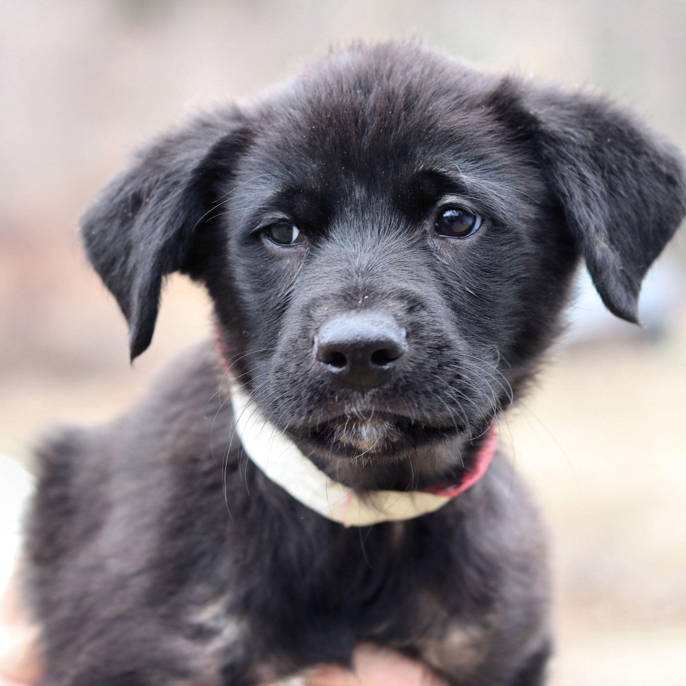 Dog for adoption - CT Shiloh, a Labrador Retriever Mix in Eastford, CT ...