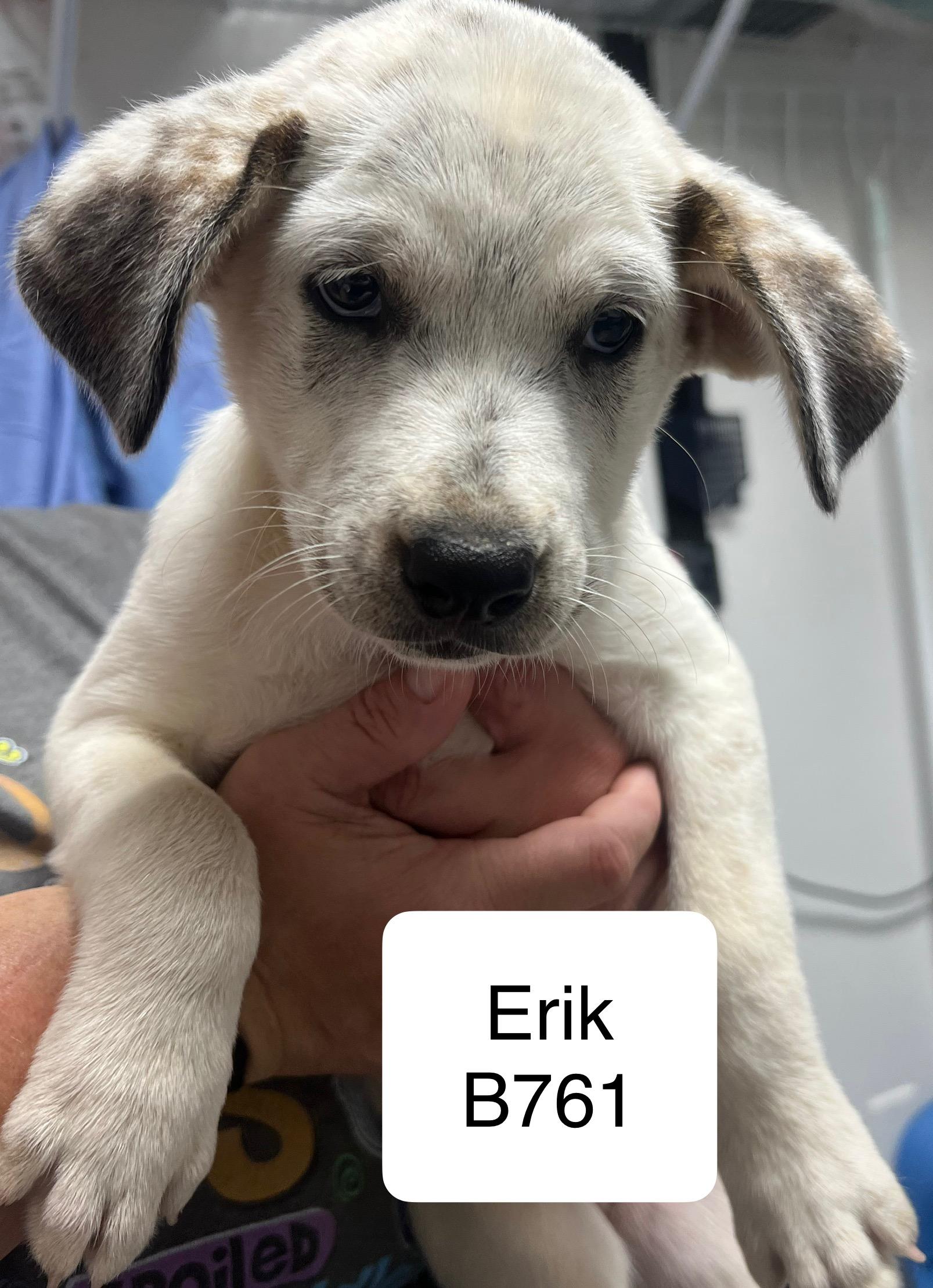 Dog for adoption - Erik, an Australian Cattle Dog / Blue Heeler ...