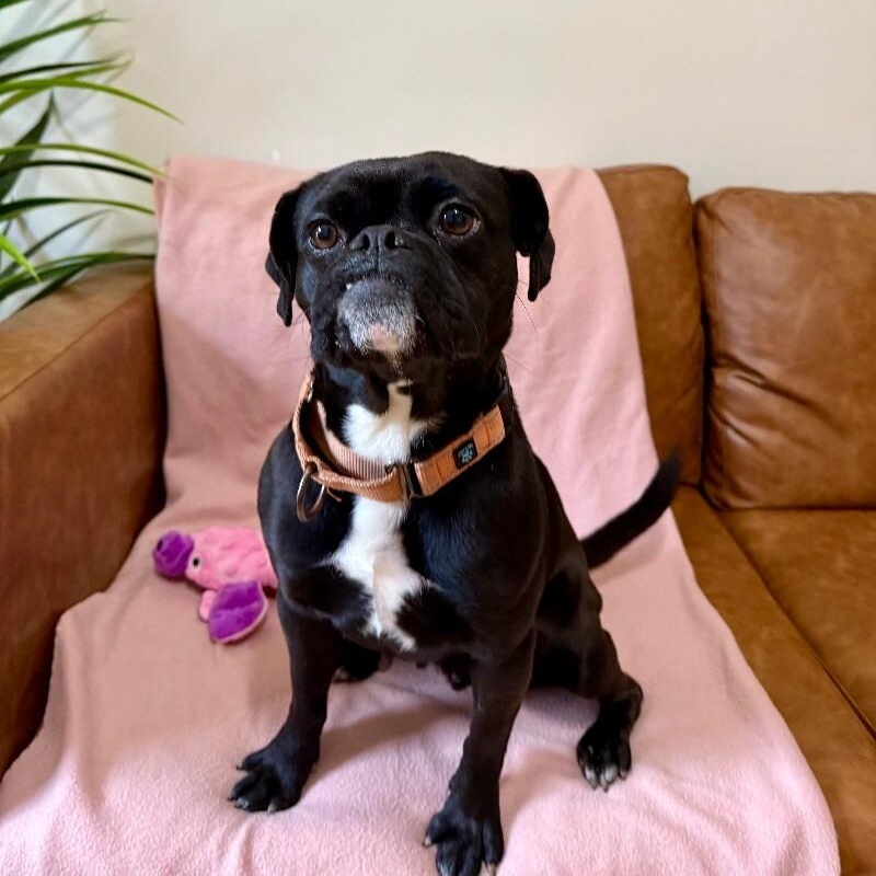 Dog for adoption - Sarah Jessica Barker, a Pug Mix in Philadelphia, PA ...