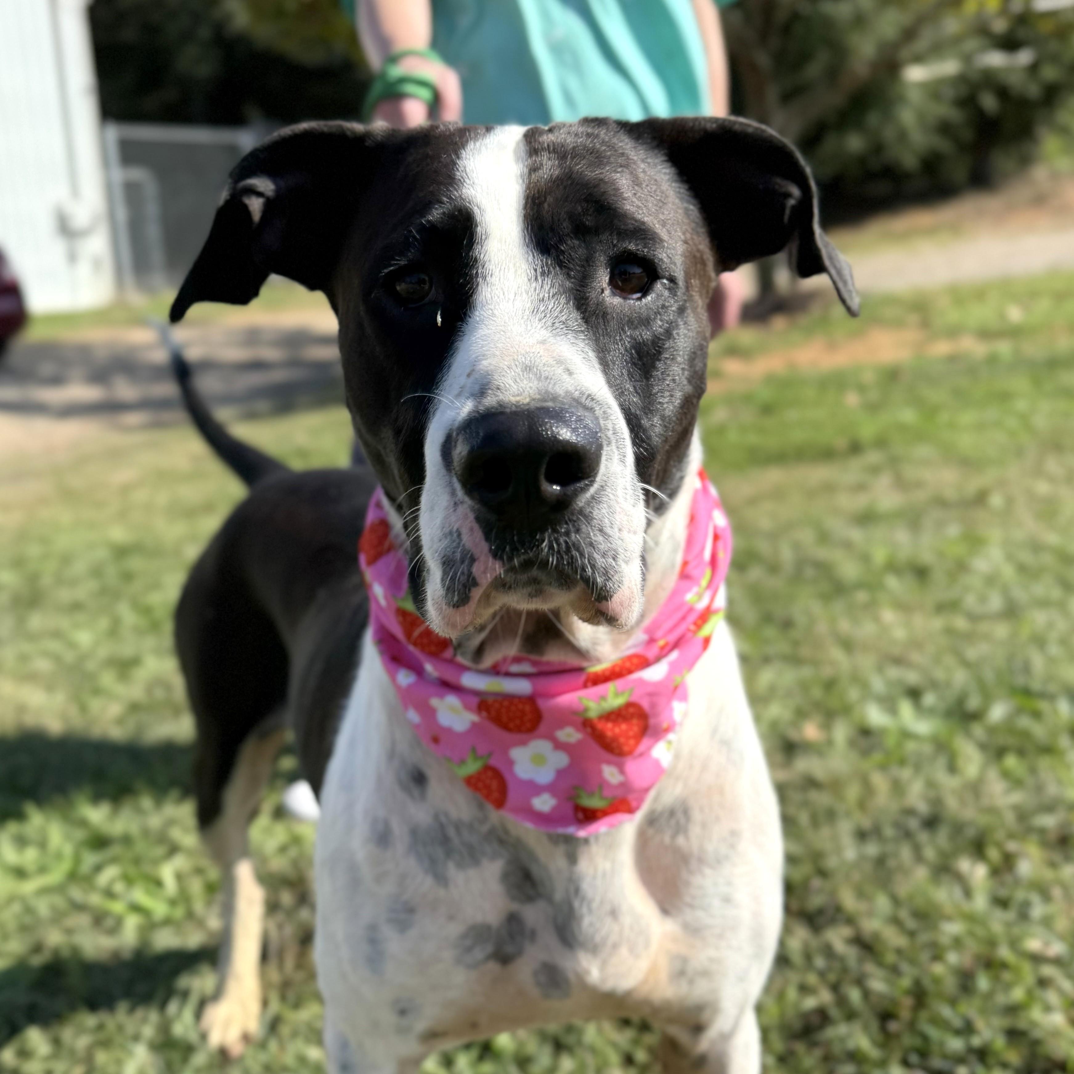 Dog for adoption - Ellie, a Great Dane Mix in Howell, NJ | Petfinder