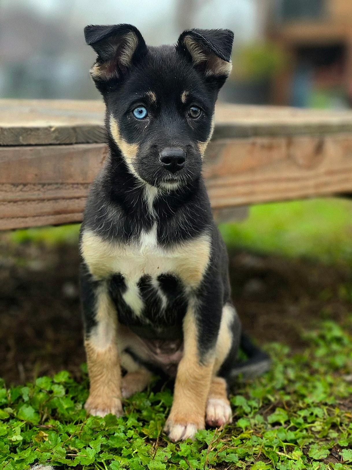 Koda - Adoptable Pet | Petfinder | Petfinder