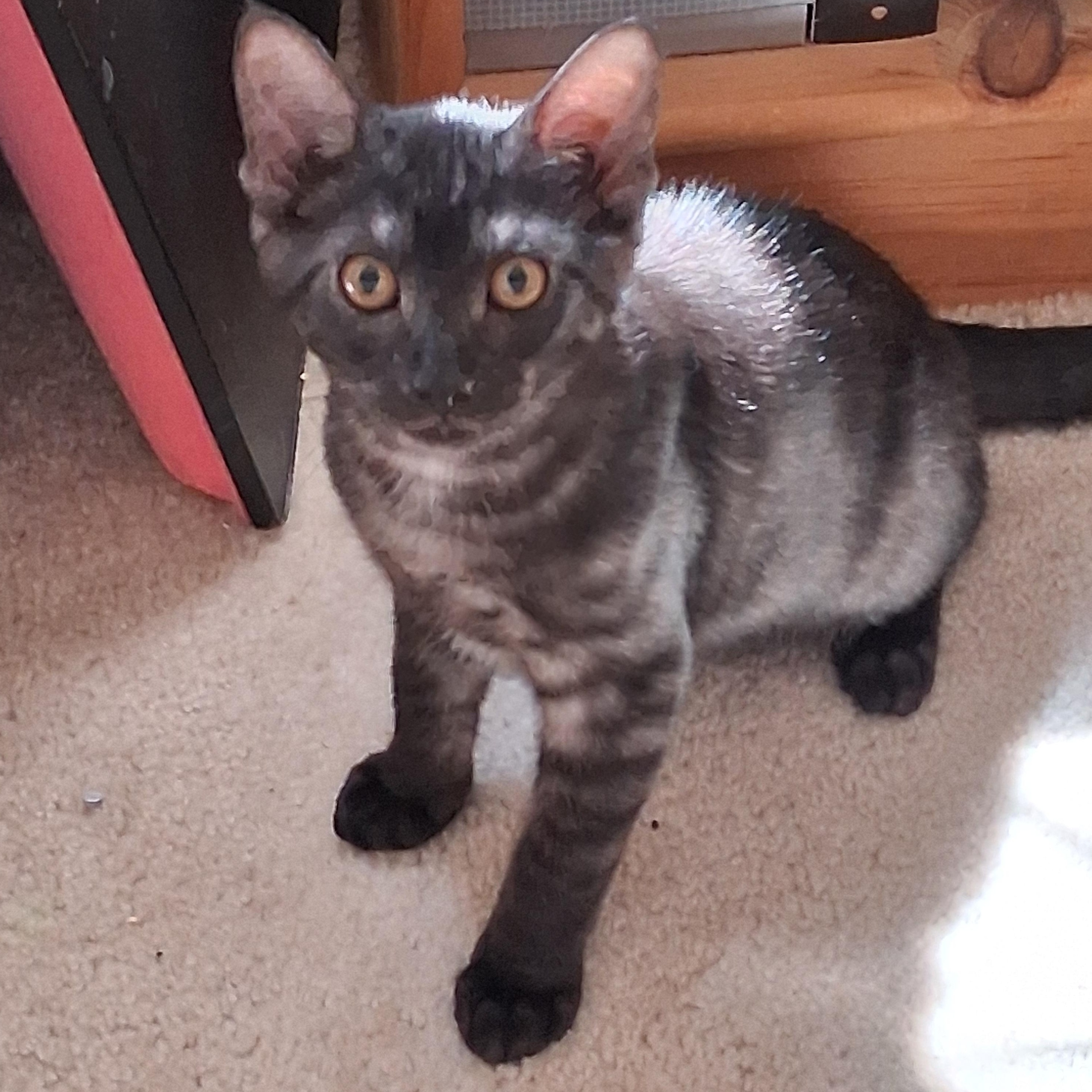 Cat for adoption - Chief, a Tabby & Domestic Short Hair Mix in Columbia ...