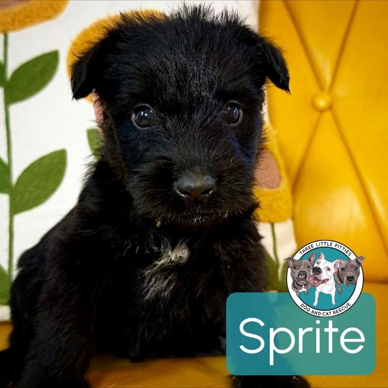 Dog for adoption - Sprite Soda, a Labrador Retriever & Chihuahua Mix in ...
