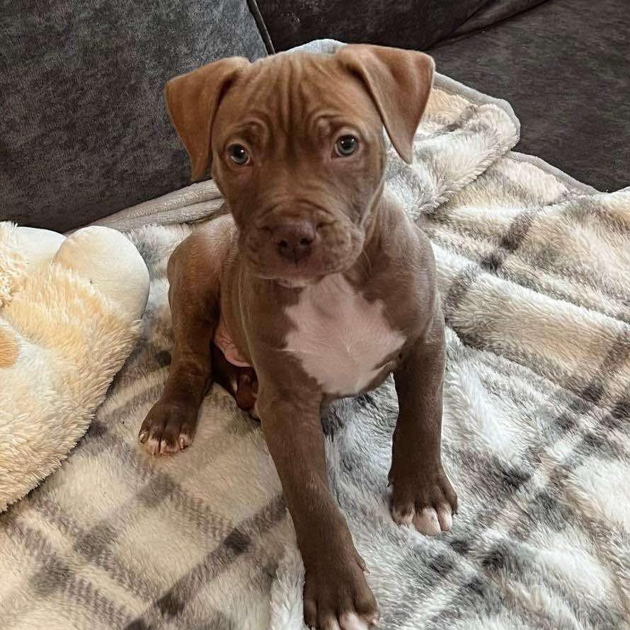 Dog for adoption - Java, an American Staffordshire Terrier in Baltimore, MD | Petfinder