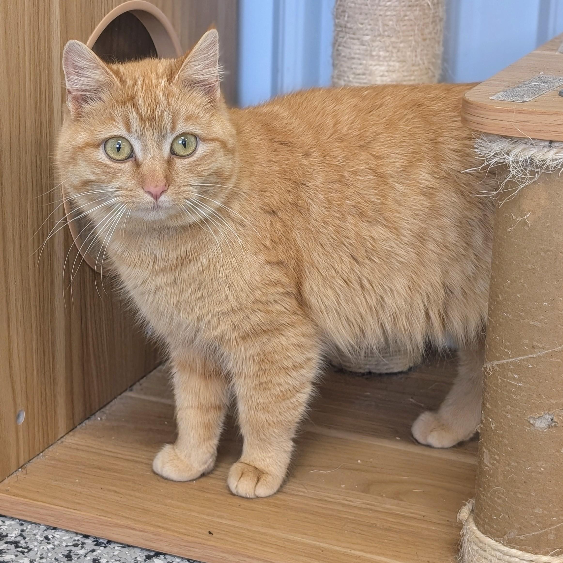 Cat for adoption - Tink, a Domestic Short Hair in Rushville, IN | Petfinder