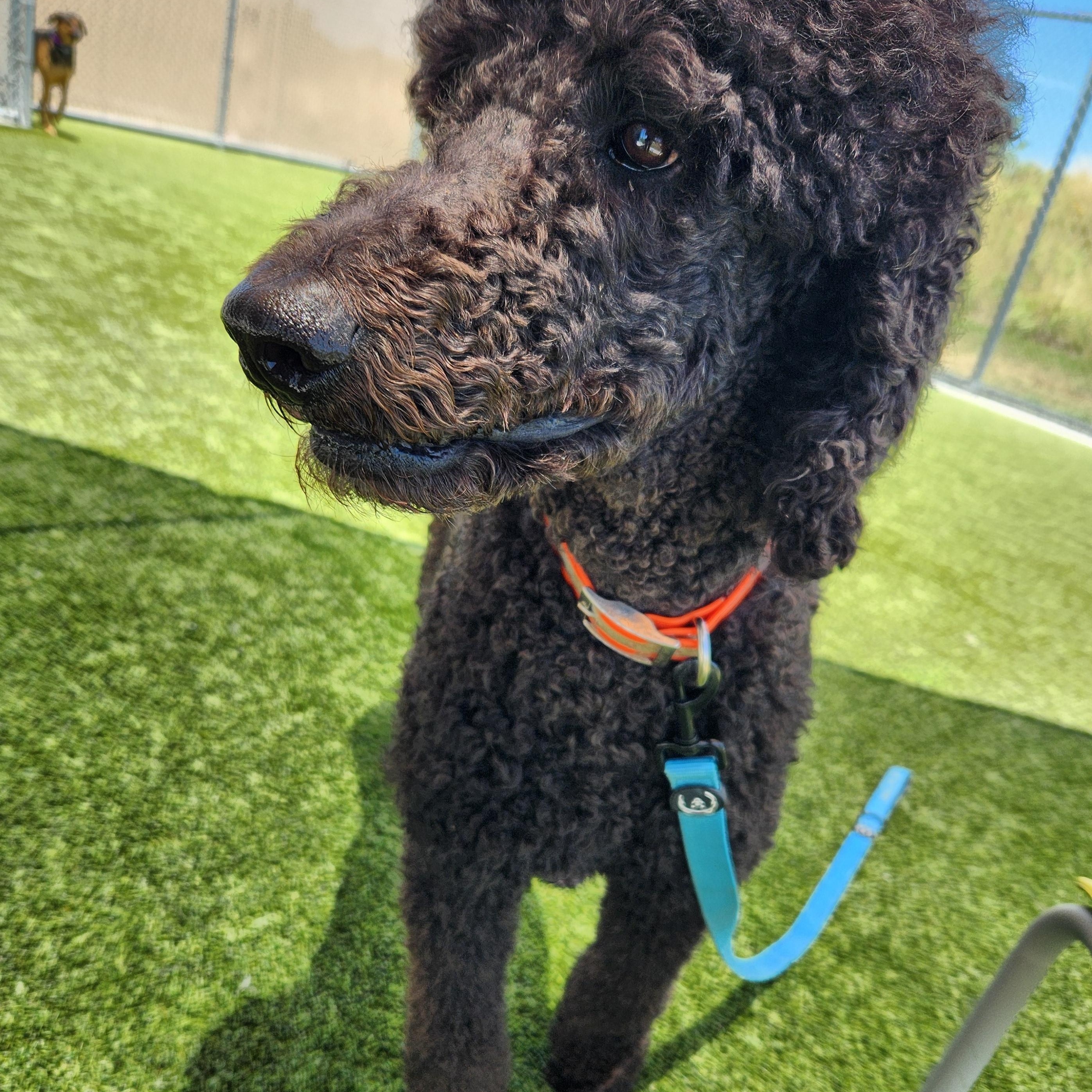 Dog for adoption - Deebo, a Standard Poodle in Liberty, MO | Petfinder