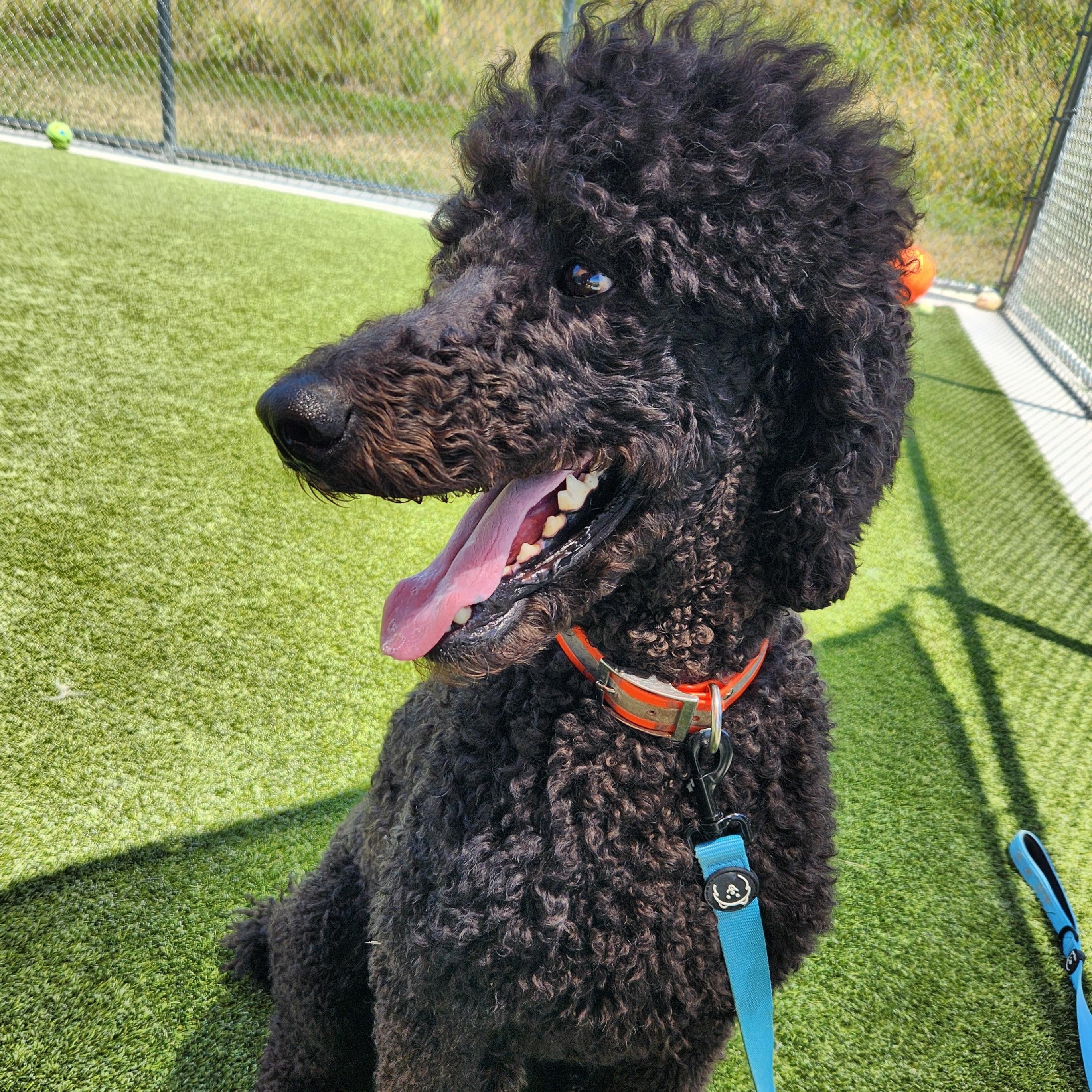 Dog for adoption - Deebo, a Standard Poodle in Liberty, MO | Petfinder