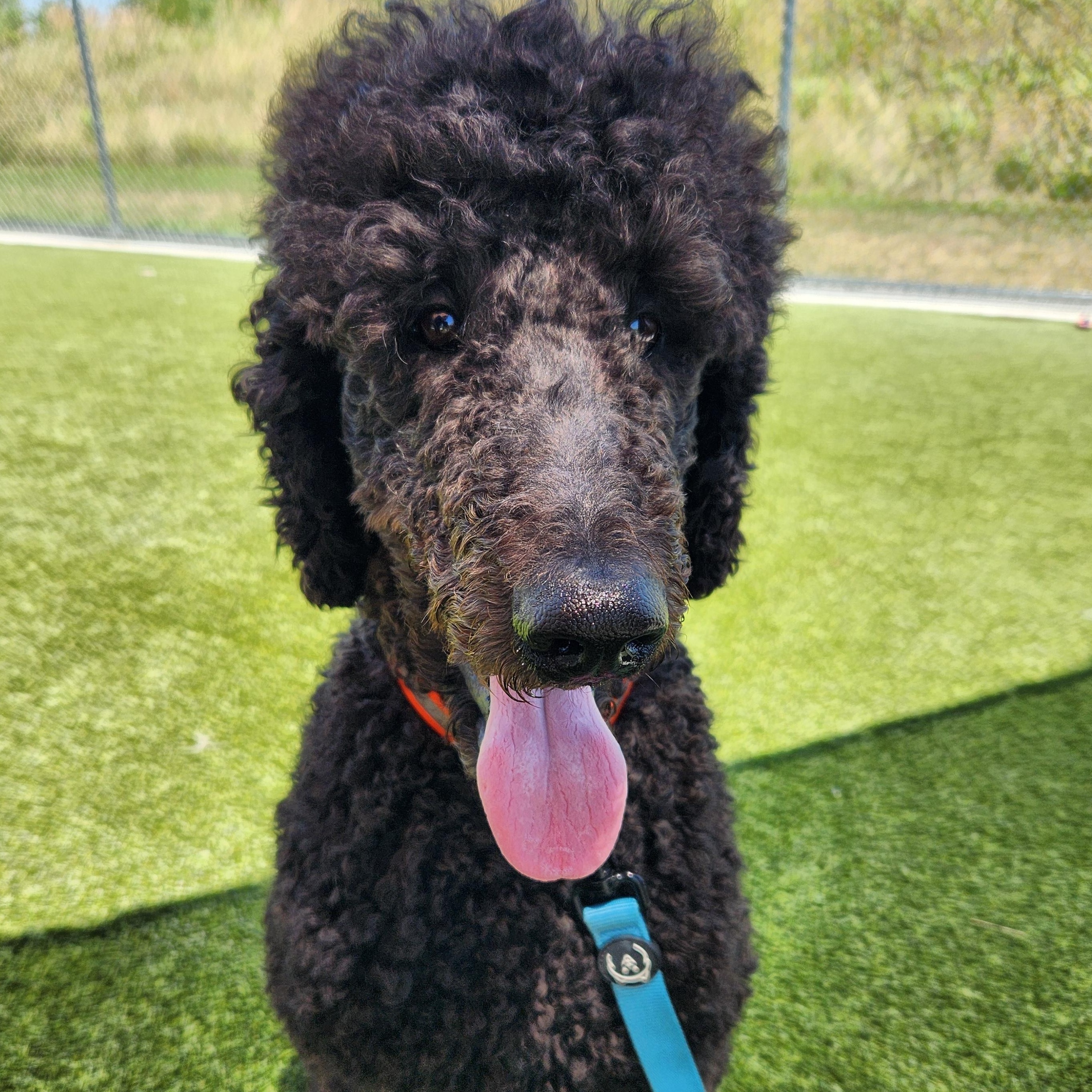 Dog for adoption - Deebo, a Standard Poodle in Liberty, MO | Petfinder