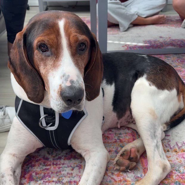 Dog for adoption - Leslie, a Hound Mix in Buffalo, NY | Petfinder