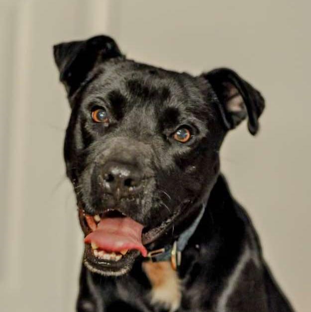 Dog for adoption - Finley, a Black Labrador Retriever & Pit Bull ...