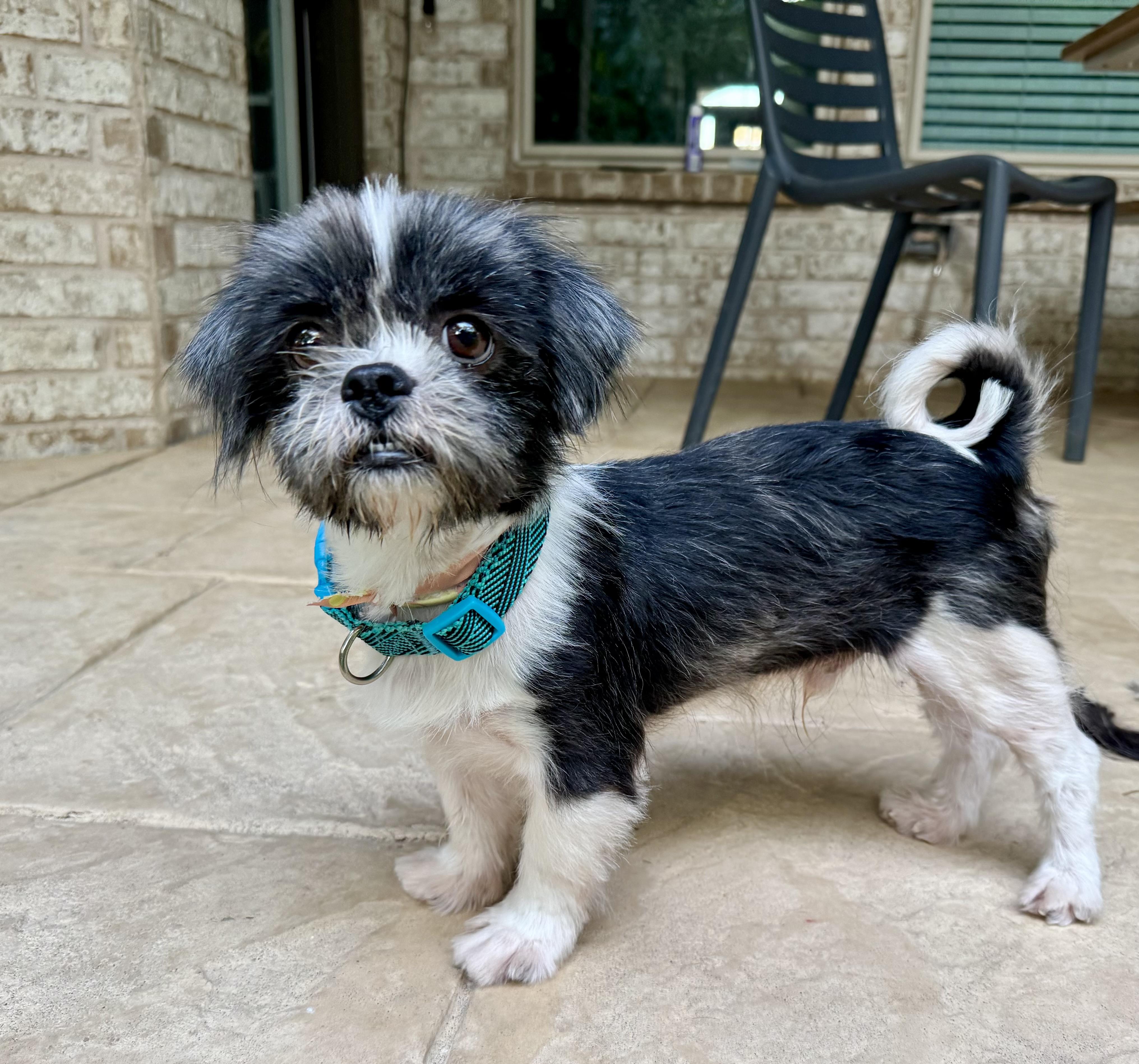 Dog for adoption - Jack, a Shih Tzu Mix in Coppell, TX | Petfinder
