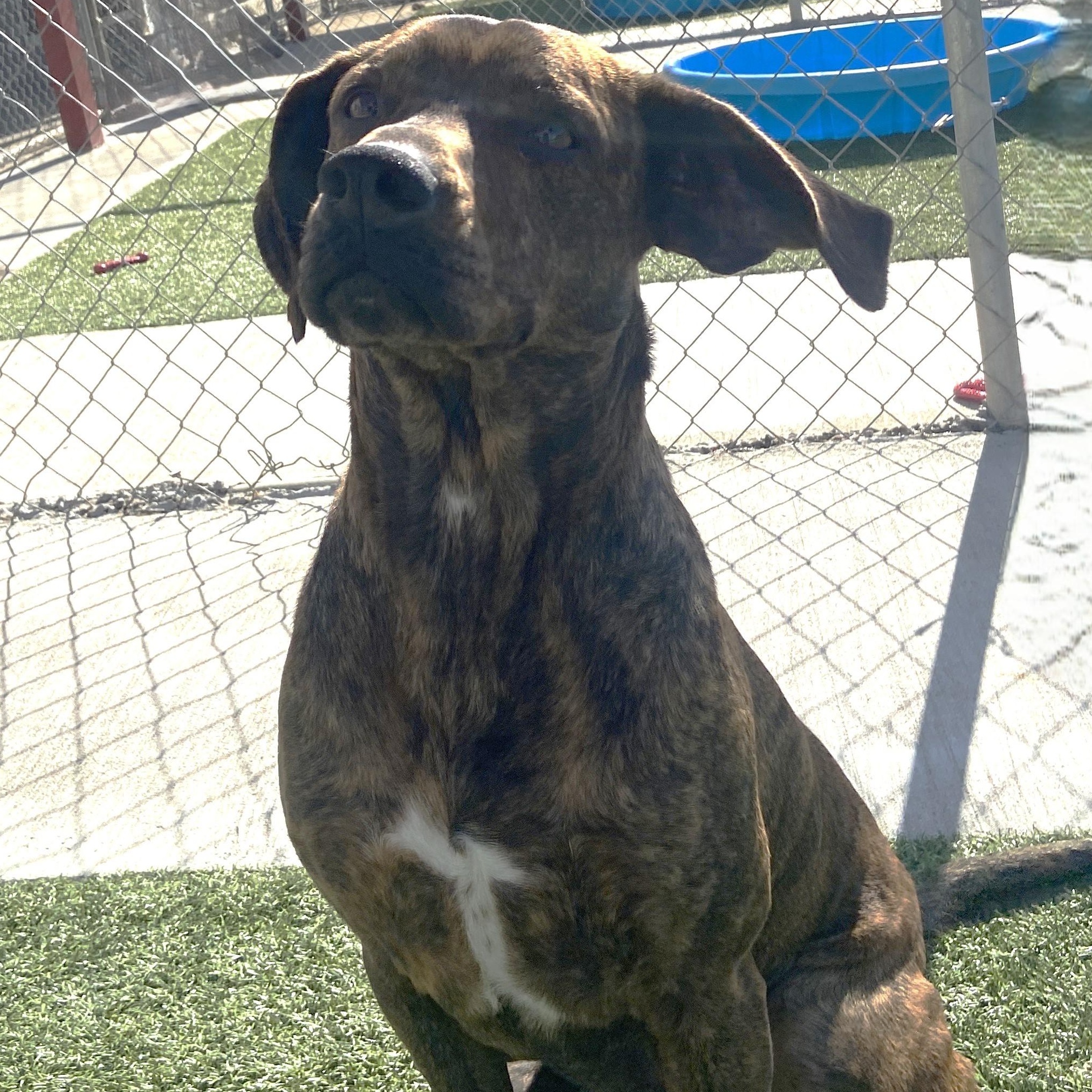 Dog for adoption - Rocky, a Plott Hound Mix in Fayetteville, AR | Petfinder