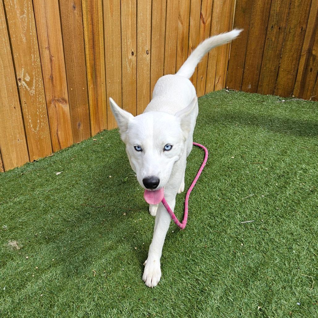 Dog for adoption - Paloma JuM, a Husky in Brattleboro, VT | Petfinder