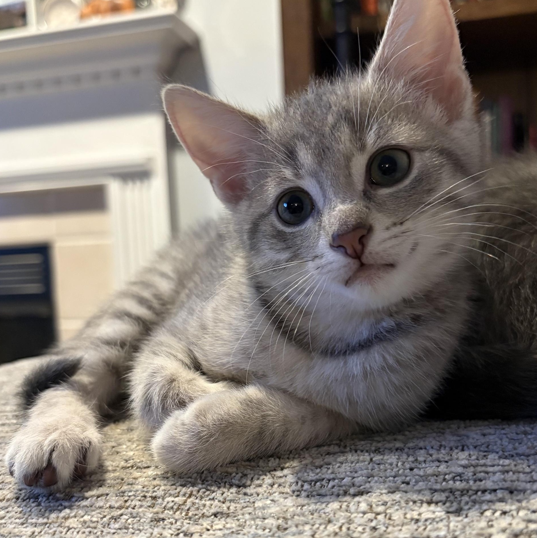 BUNNY - Adopted | Petfinder