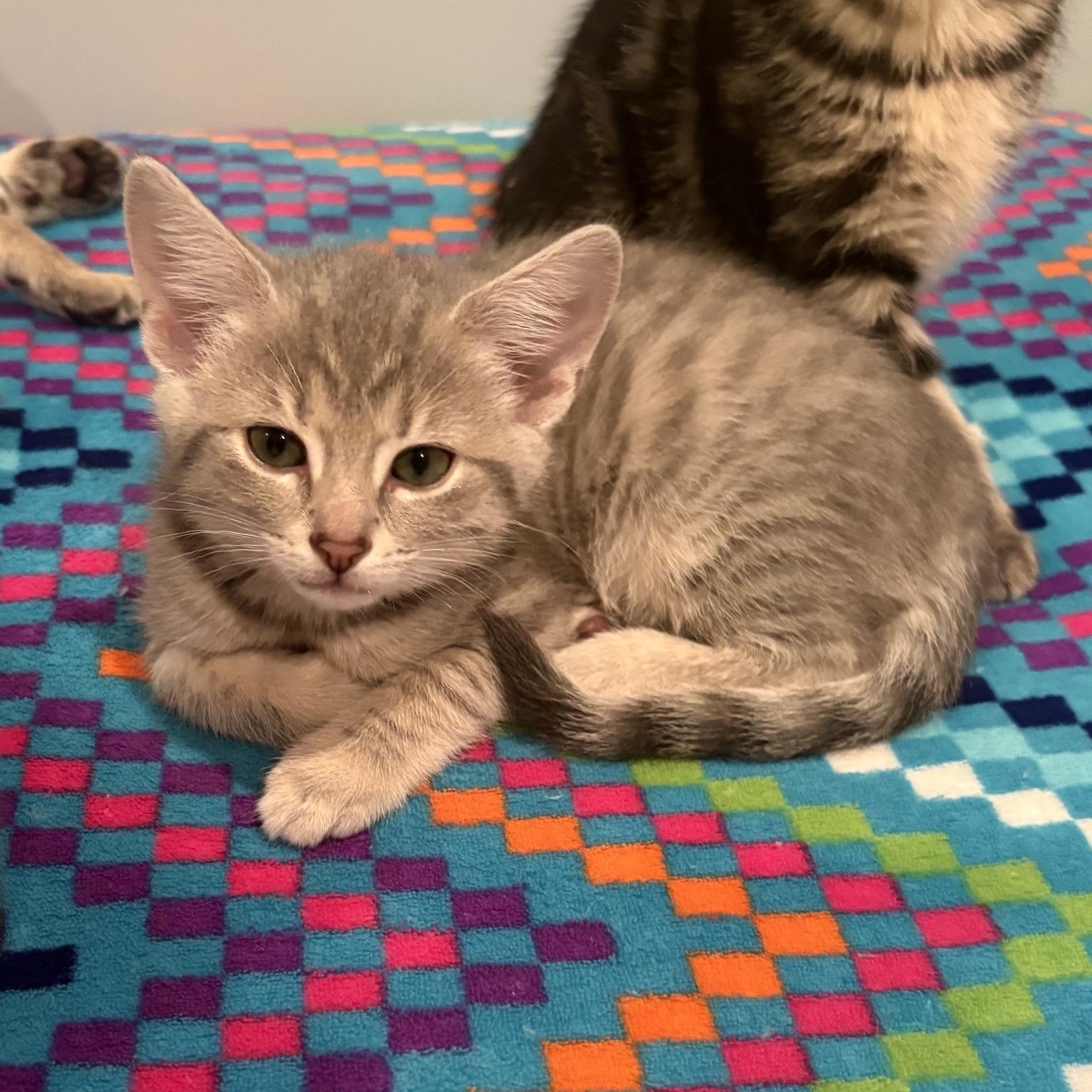 BUNNY - Adopted | Petfinder