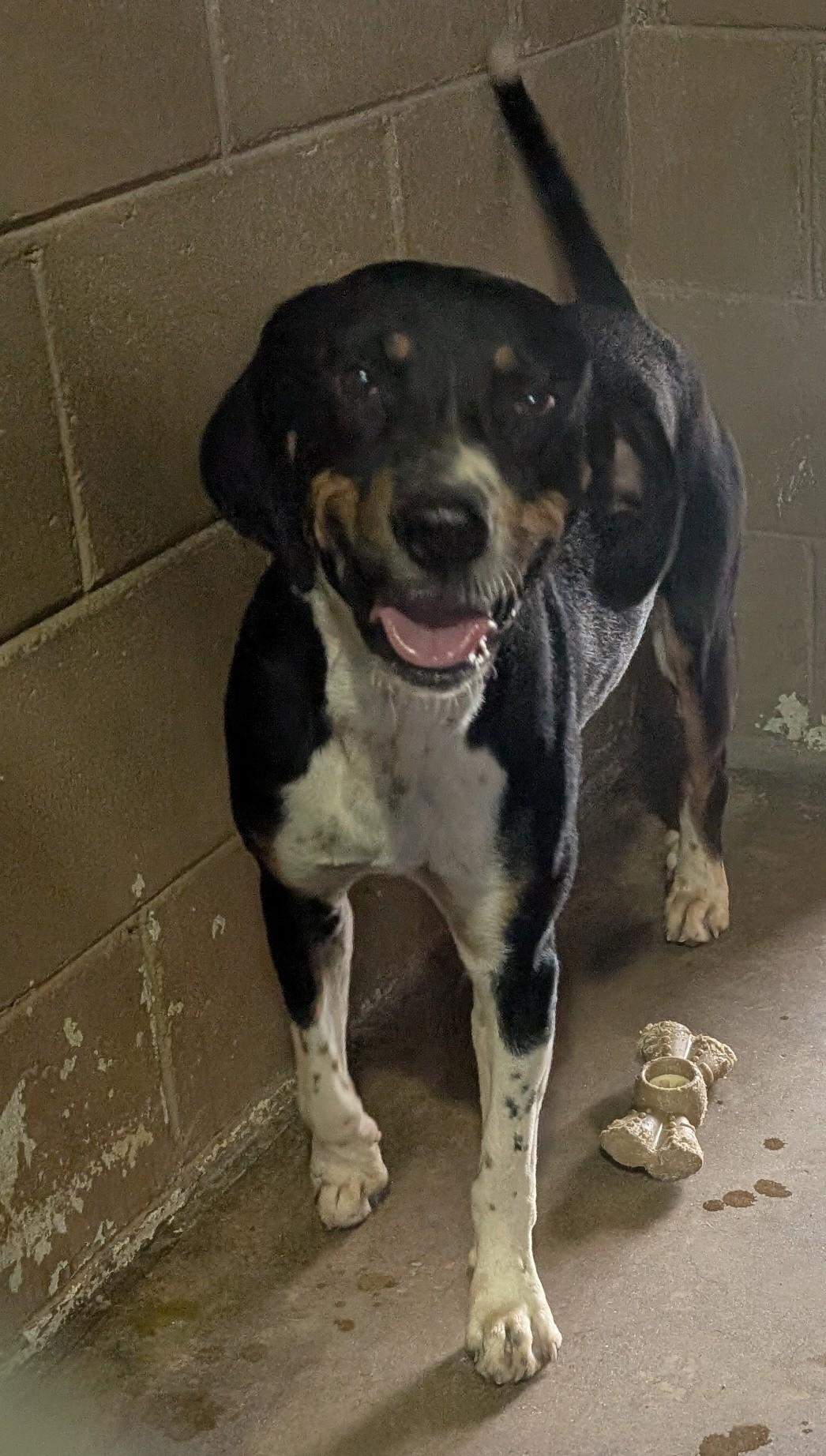 Dog for adoption - Junior, a Hound Mix in Bisbee, AZ | Petfinder