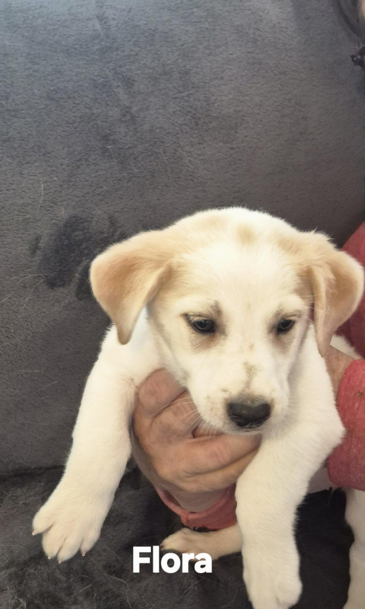 Dog for adoption - Flora and Flint!!, a Dachshund & Labrador Retriever ...