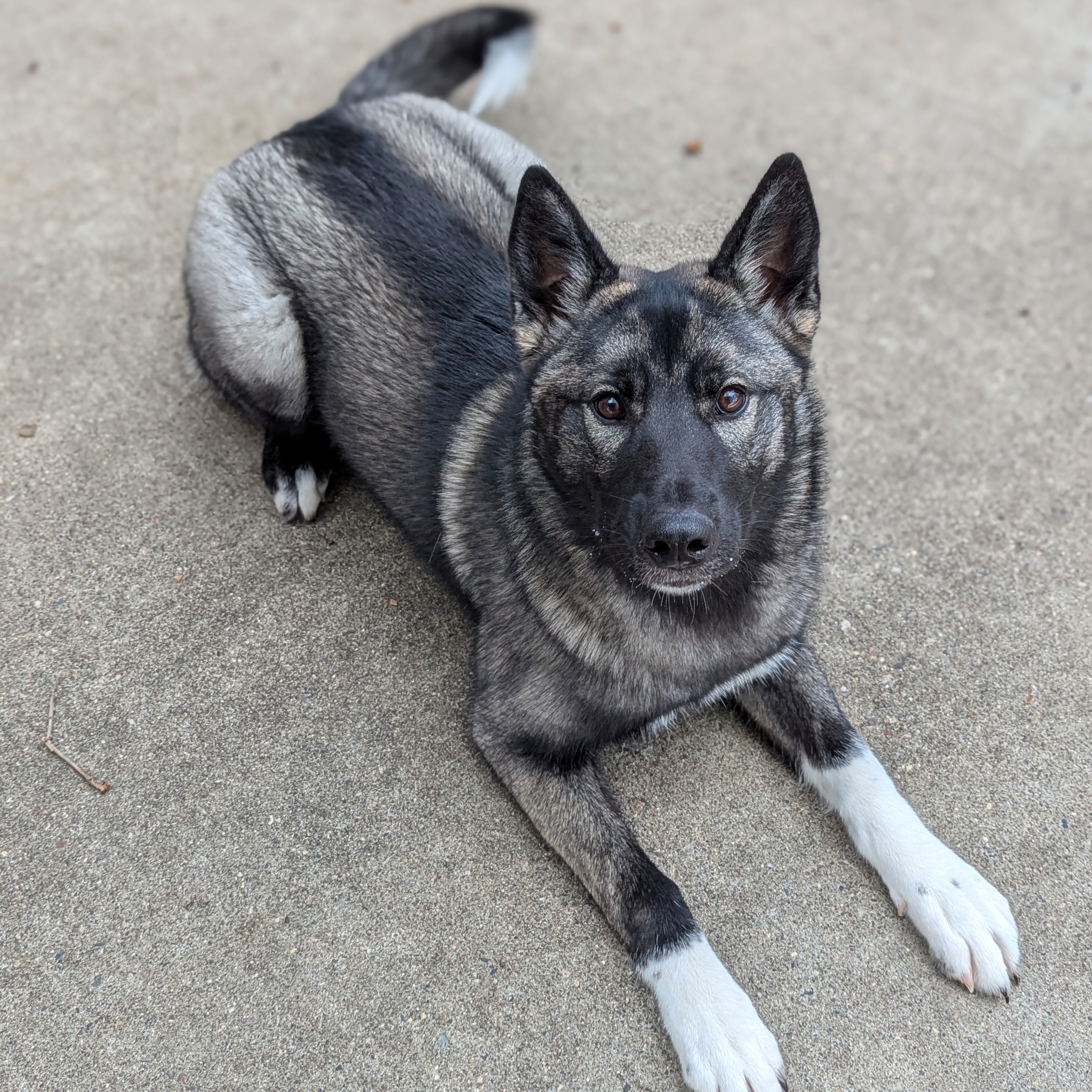 Dog Adoptable - Dolphin an Husky Dog in Minneapolis, MN | Petfinder