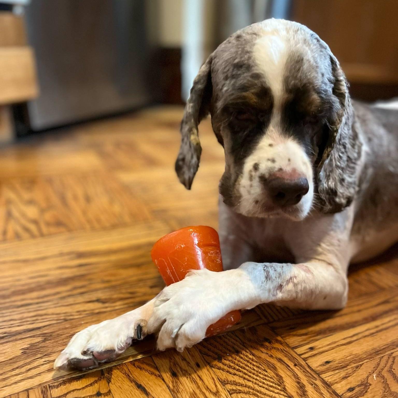 Dog for adoption - Prince, a Cocker Spaniel in Cherry Hill, NJ | Petfinder