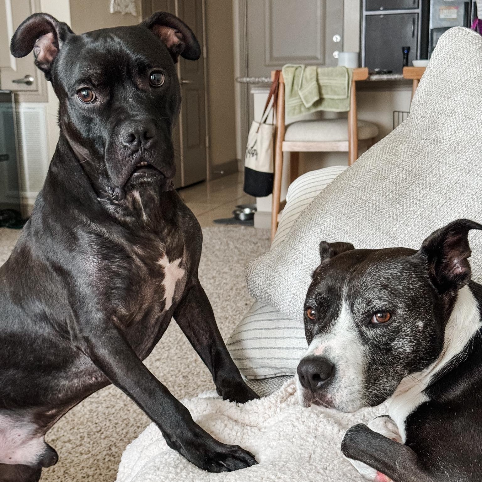 Dog for adoption - Maverick, a Boxer & Pit Bull Terrier Mix in Spring ...