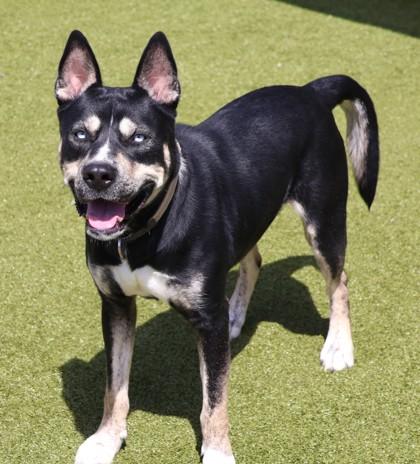 Dog for adoption - Buddy (Project Homebound), a Mixed Breed in Athens ...