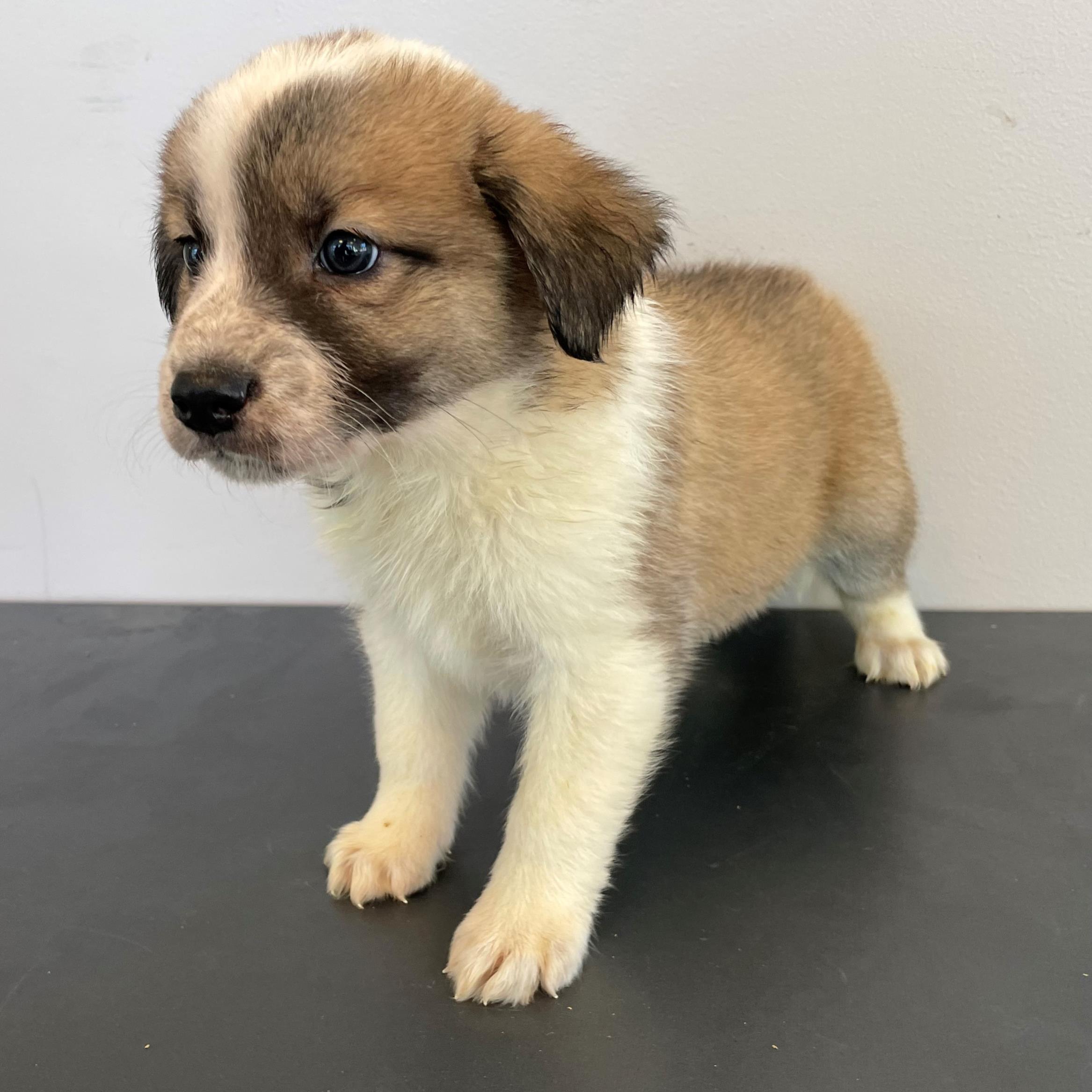 Dog for adoption - Mio A206177, a German Shepherd Dog & Collie Mix in ...