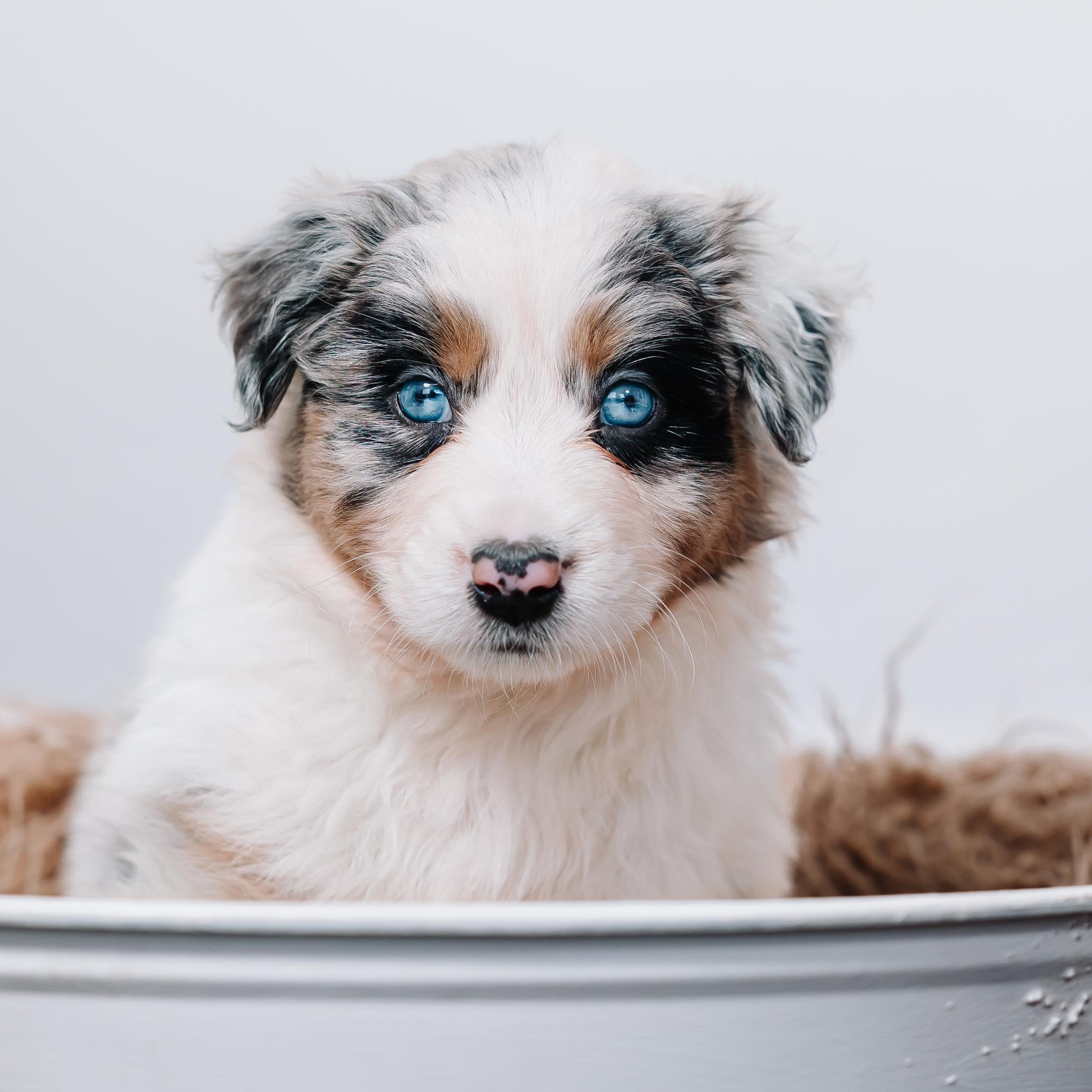 Dog for adoption - Echo, an Australian Shepherd Mix in Missoula, MT ...