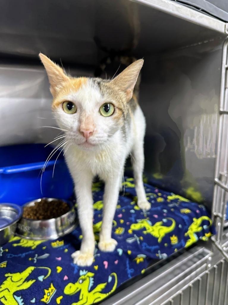 Cat for adoption - Laila, a Calico in Surrey, BC | Petfinder