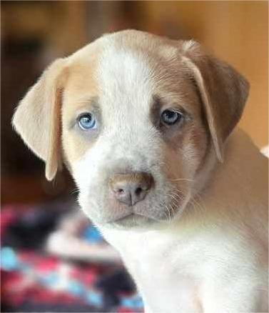 Dog for adoption - Zen, a Great Pyrenees & Labrador Retriever Mix in ...