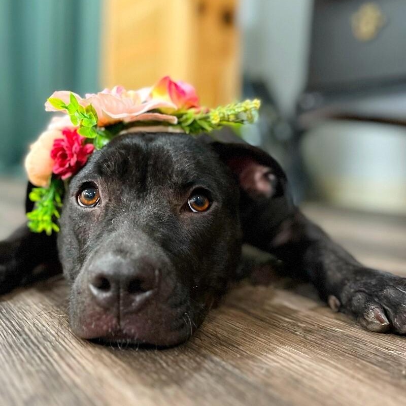Dog for adoption - Cowan Lovie, a Labrador Retriever Mix in Provo, UT ...