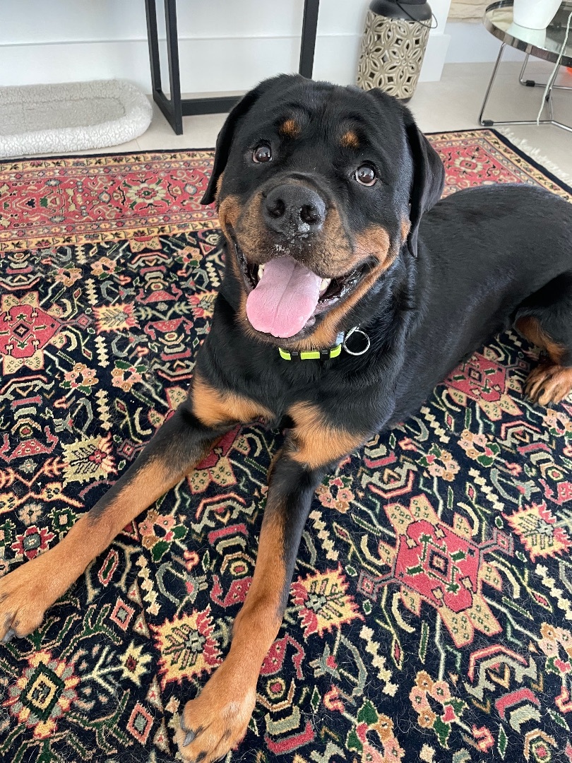 Dog for adoption - Queen, a Rottweiler in Alachua, FL | Petfinder