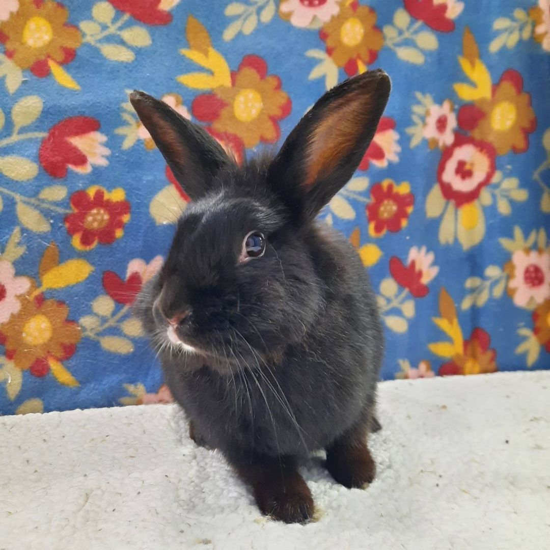 Rabbit for adoption - Black Diamond, a Bunny Rabbit in Montclair, CA ...