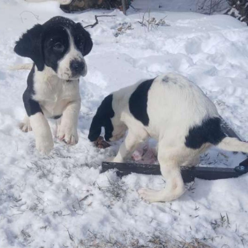 Dog for adoption - Fredrick, an English Springer Spaniel & Labrador ...