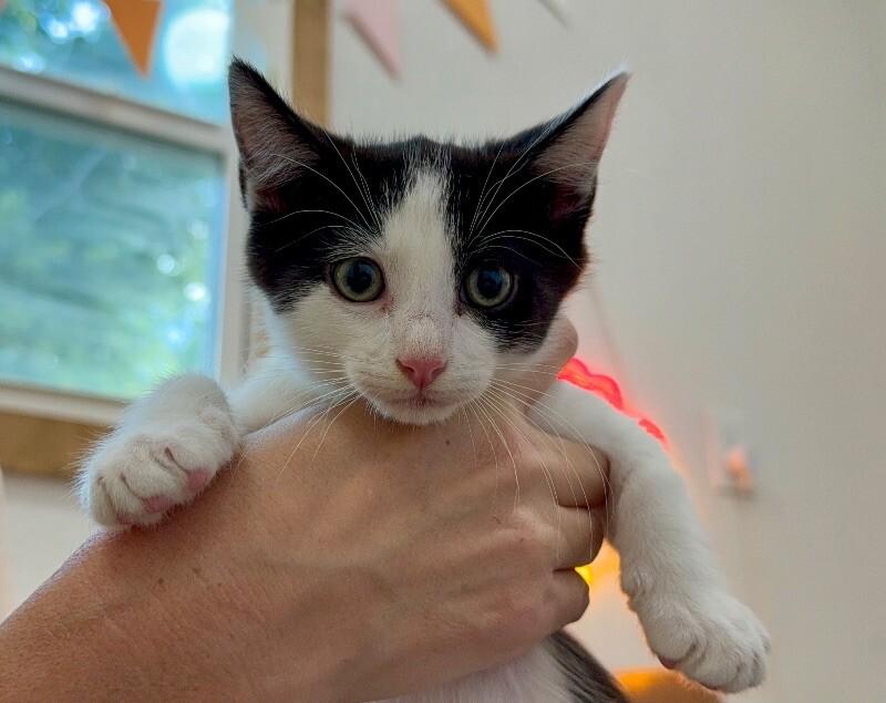 Cat for adoption - Howard Big Bang, a Tabby in Pittsburgh, PA | Petfinder