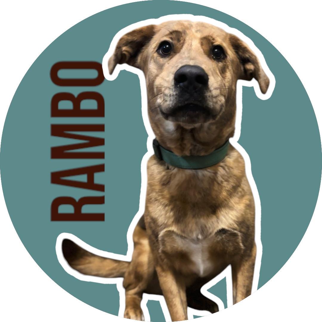 Dog for adoption - Rambo, a Mixed Breed in Fort Worth, TX | Petfinder