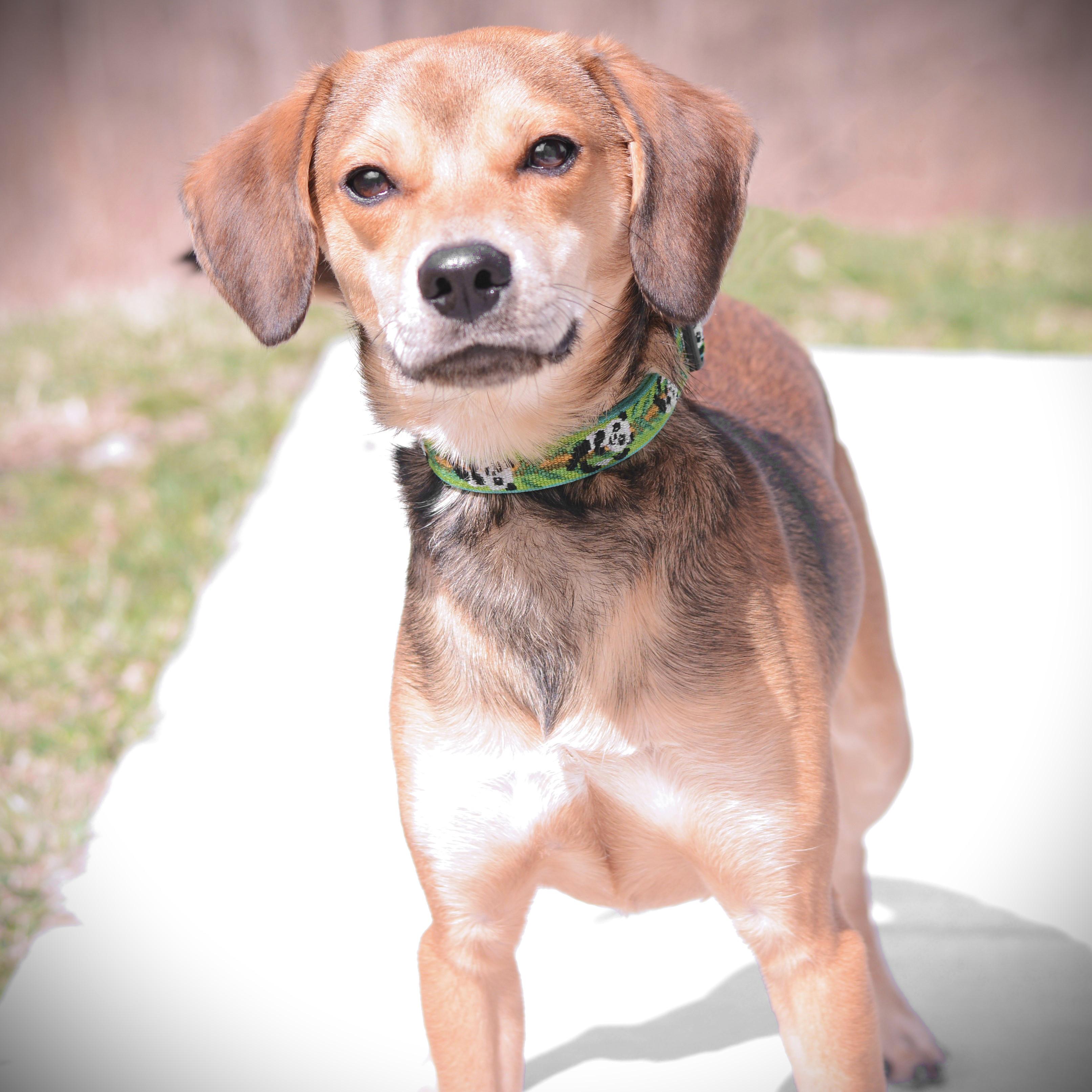 Dog for adoption - Flynn, a Hound Mix in Amsterdam, NY | Petfinder