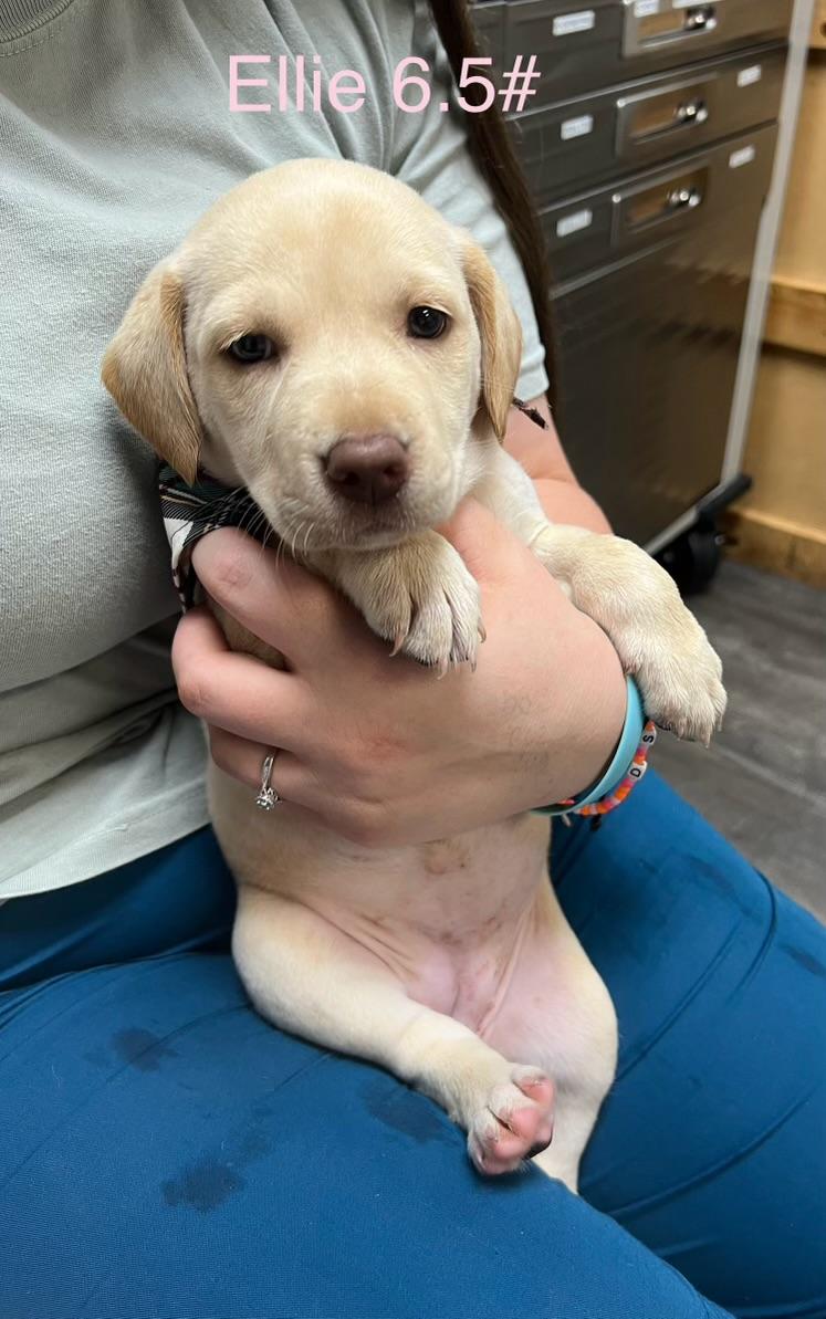 Dog for adoption - Ellie, a Yellow Labrador Retriever in South Amboy ...