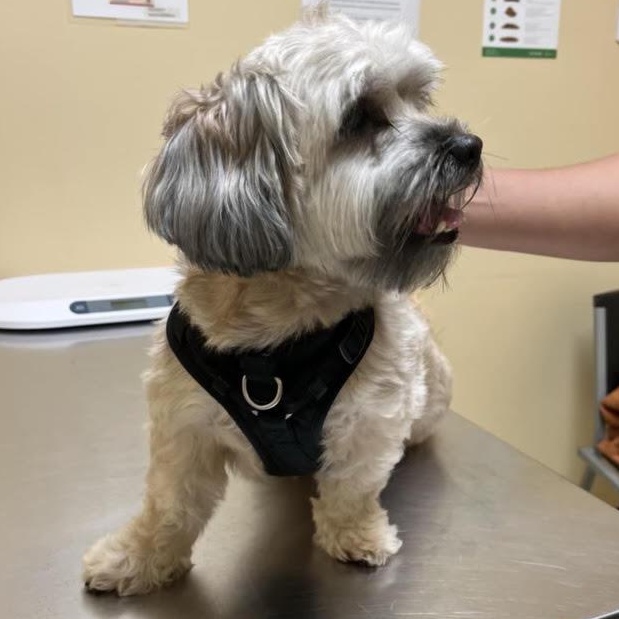 Dog for adoption - Chippy, a Shih Tzu & Lhasa Apso Mix in Willowbrook ...