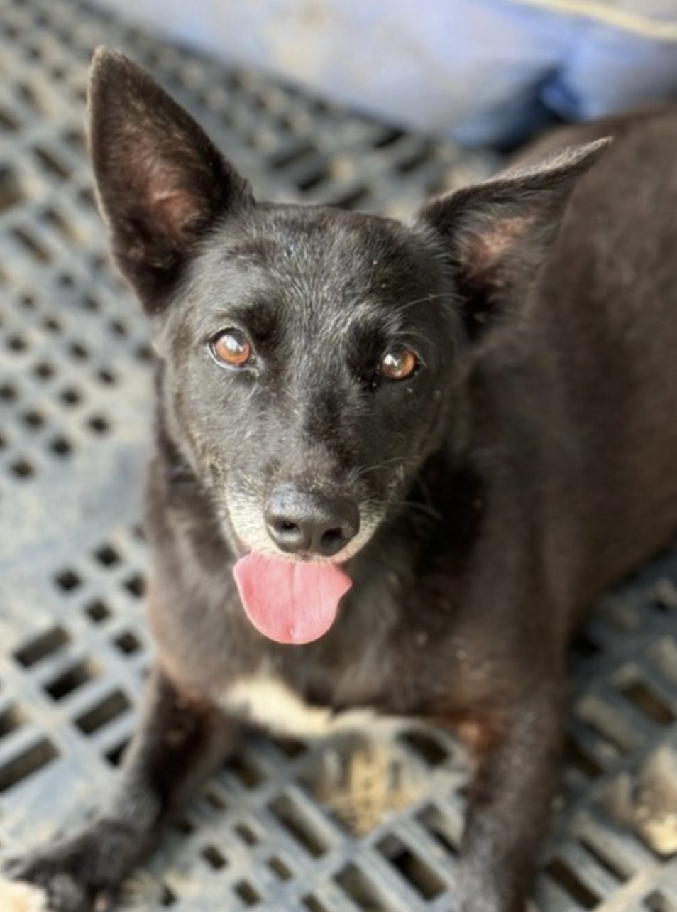 Dog for adoption - Moo Moo (Foster to Adopt!), a Chihuahua Mix in Ajax ...