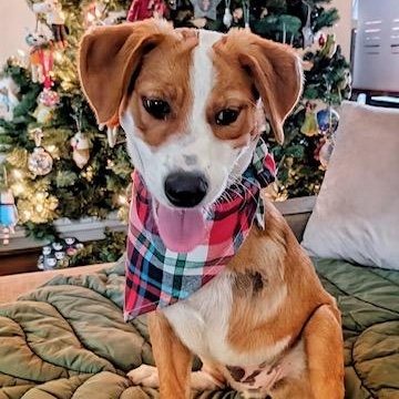 Dog for adoption - Meet Noah – Happy Tri-pod – Affectionate, Walks ...