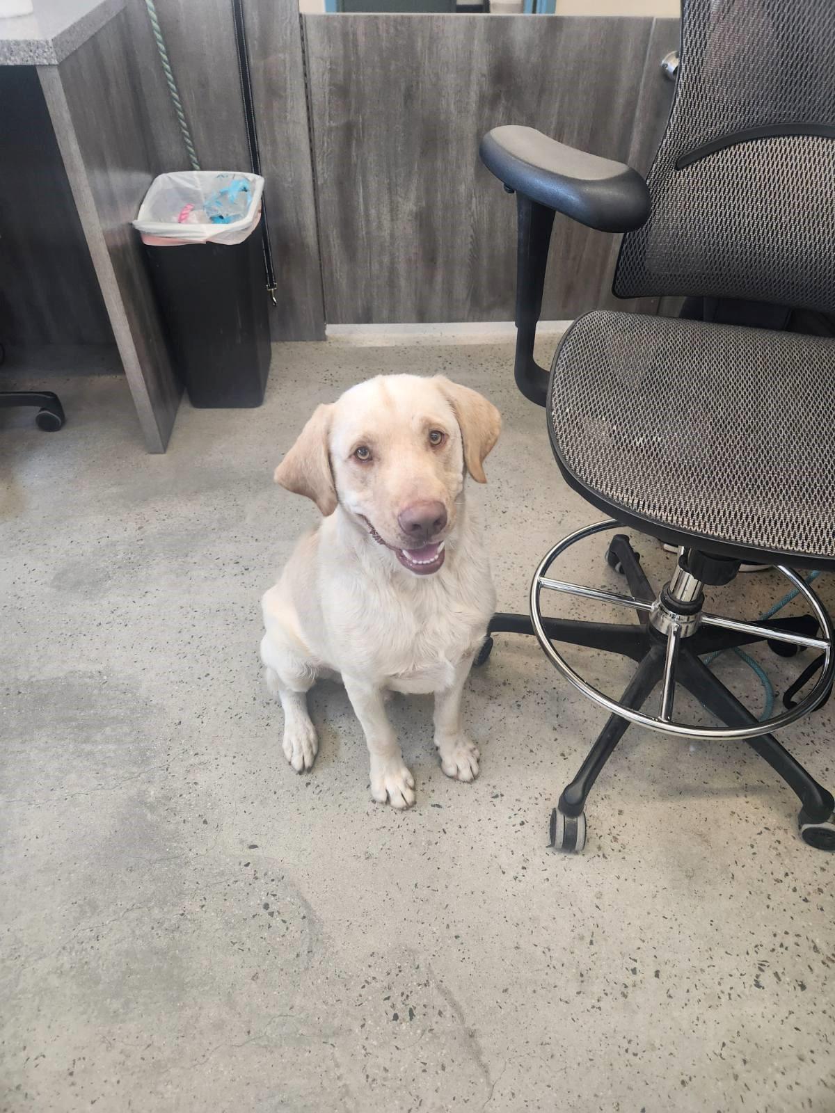 Dog for adoption - Harrison, a Yellow Labrador Retriever in New ...