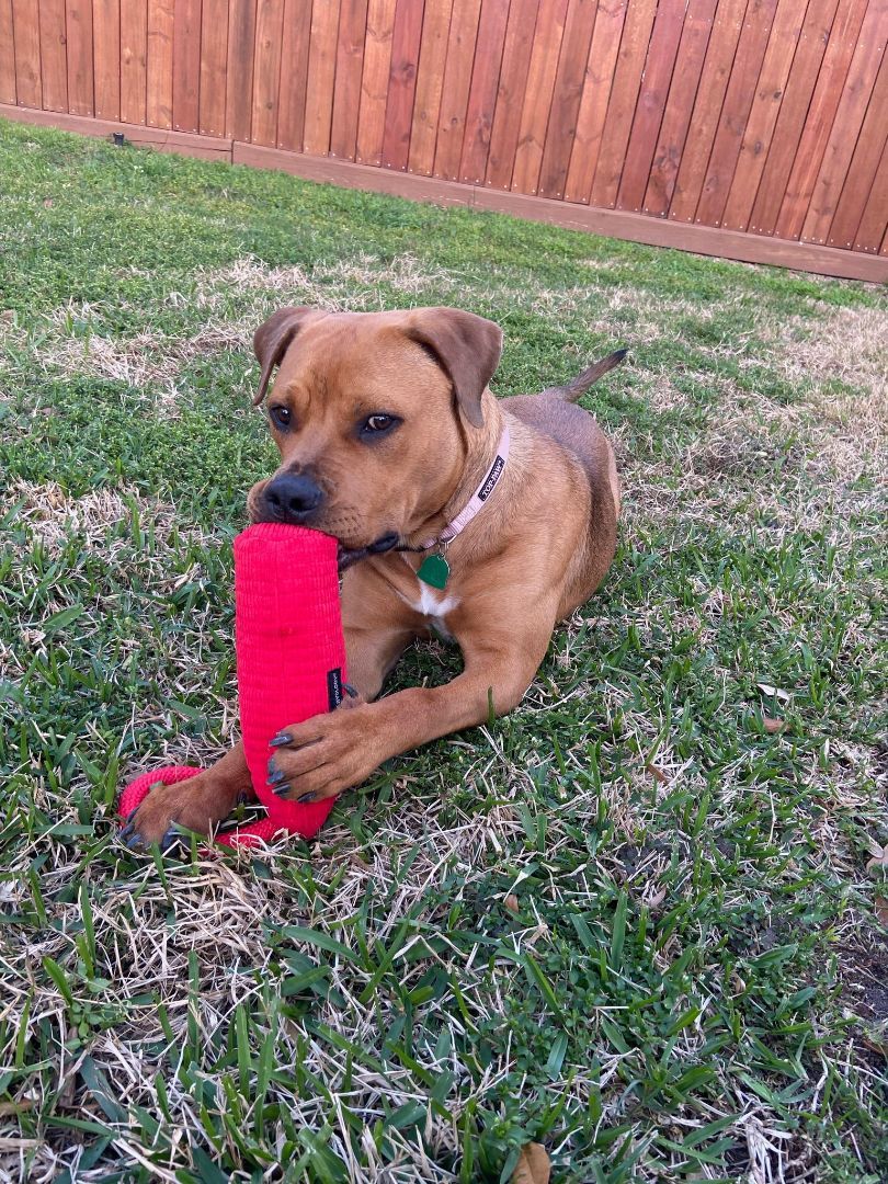 Dog for adoption - Mabel Lynn, a Rottweiler & American Staffordshire ...