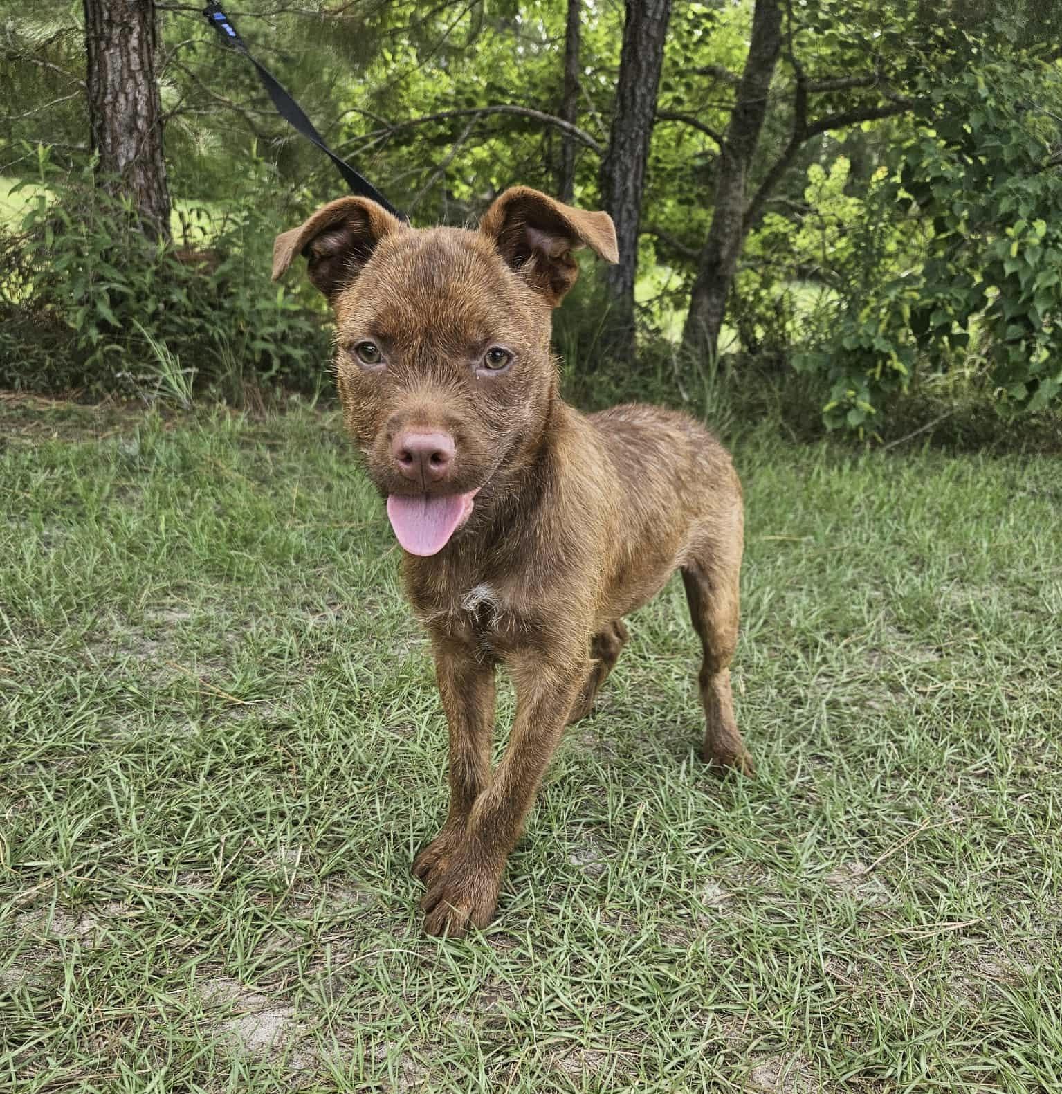 Dog for adoption - Wanda, a Brussels Griffon & Labrador Retriever Mix ...