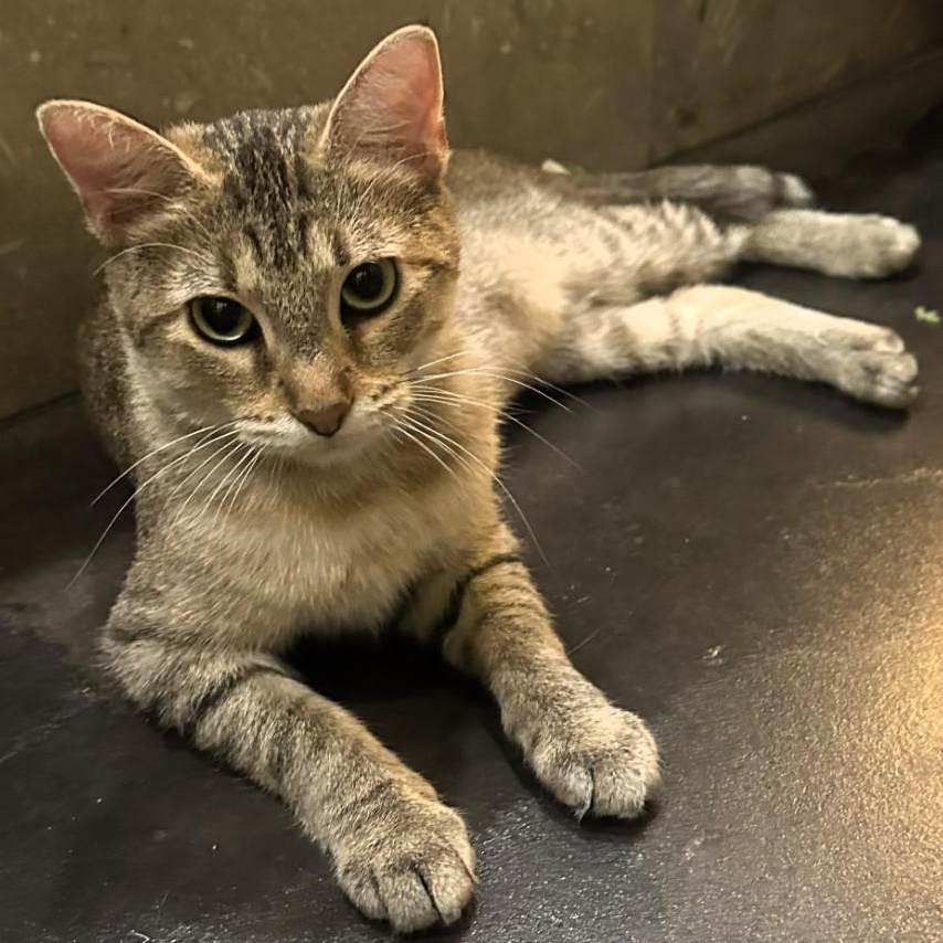 Cat for adoption - Vienna Ferguson, a Domestic Short Hair in Denver, CO ...