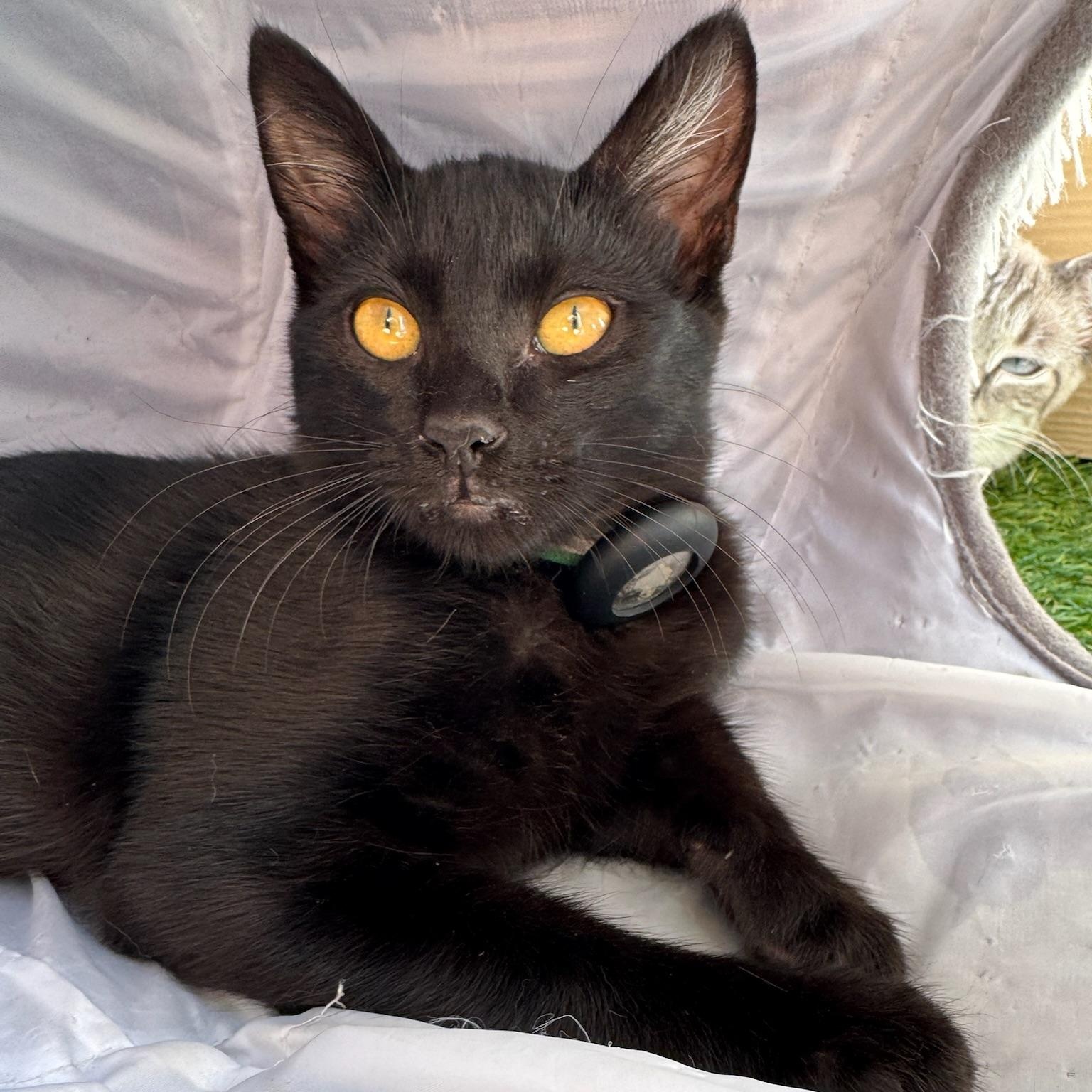 Cat for adoption - Prince - male teen kitten, a Domestic Short Hair in ...