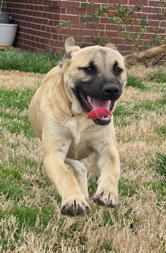 Meg - Adoptable Pet | Petfinder | Petfinder