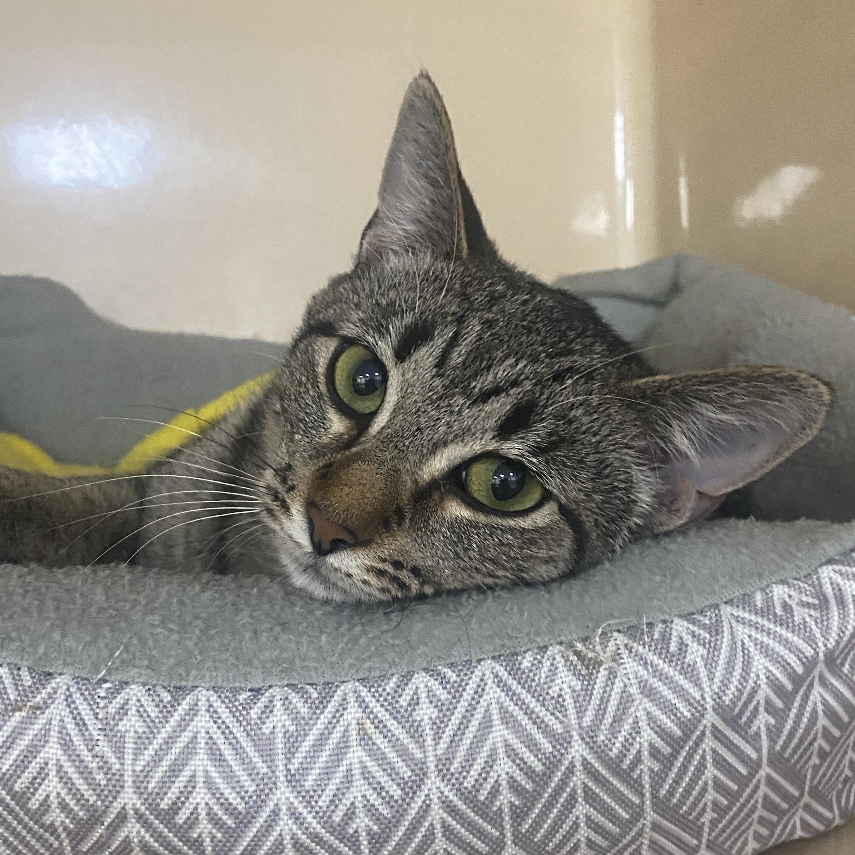 Cat for adoption - Katrina, a Domestic Short Hair in Elyria, OH | Petfinder