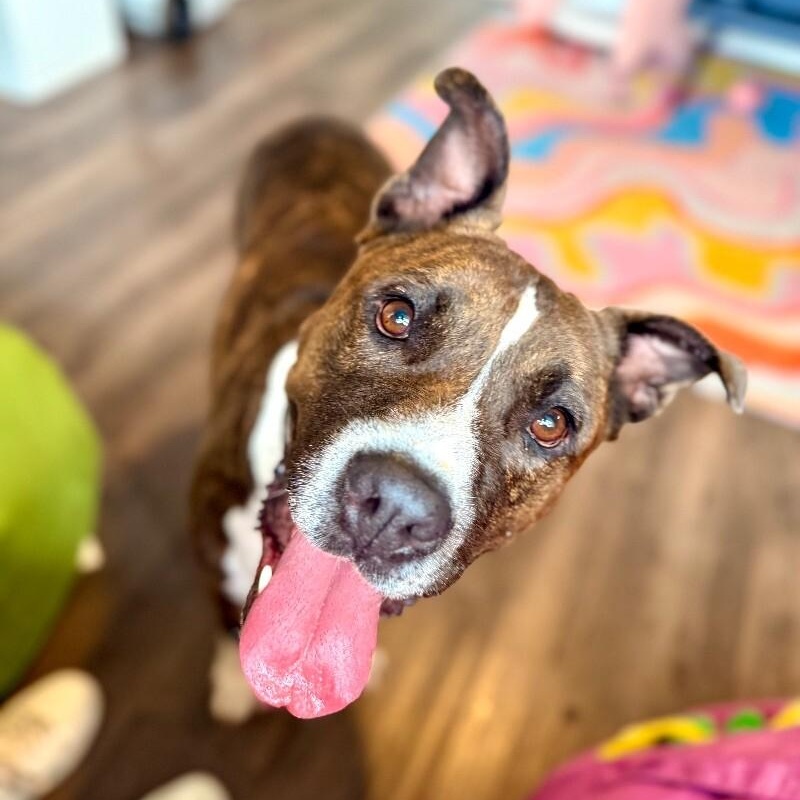 Dog for adoption - Lucky Bubby so Squishy so Cuddly, a Pit Bull Terrier ...