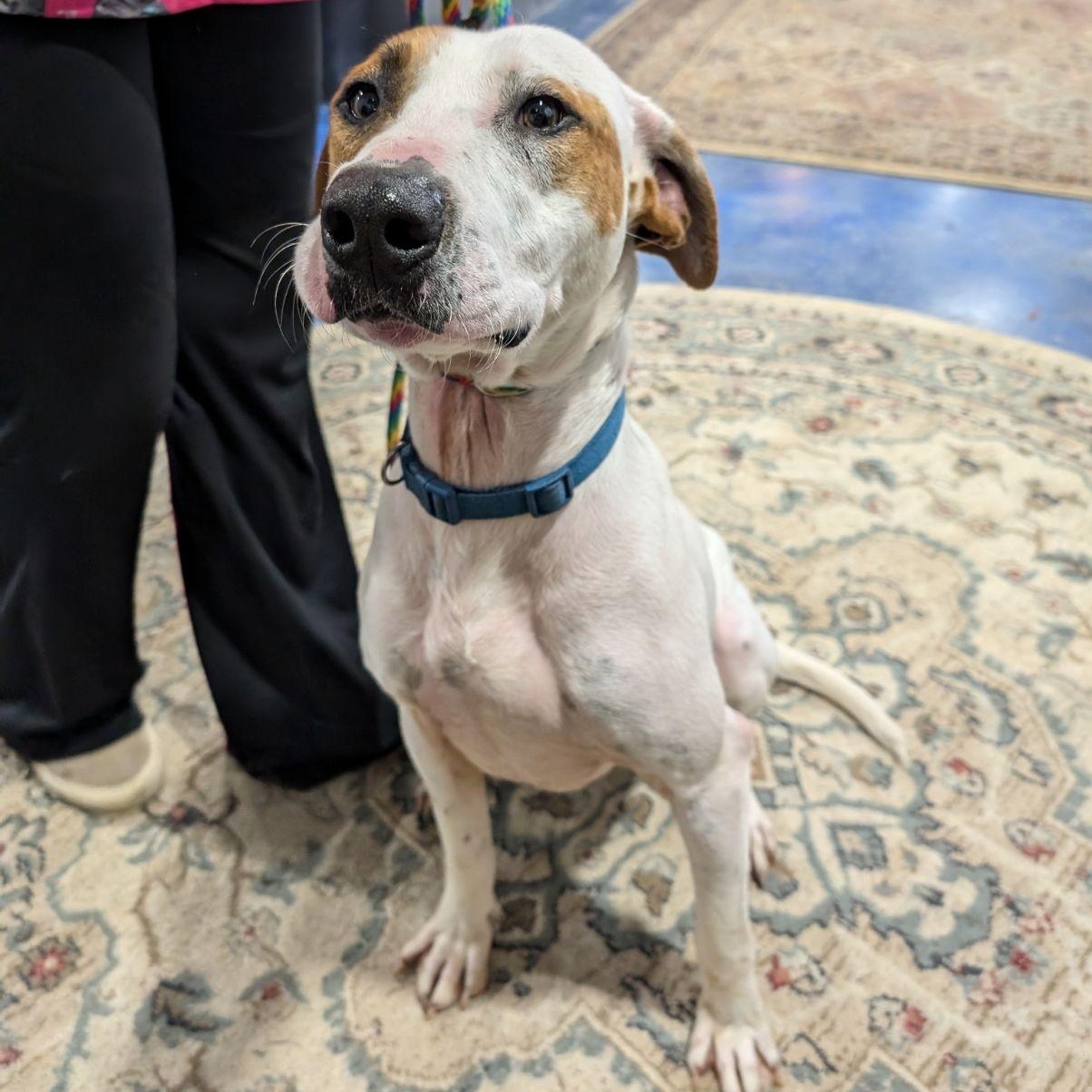 Dog for adoption - Sam, an English Foxhound Mix in Anderson, TX | Petfinder