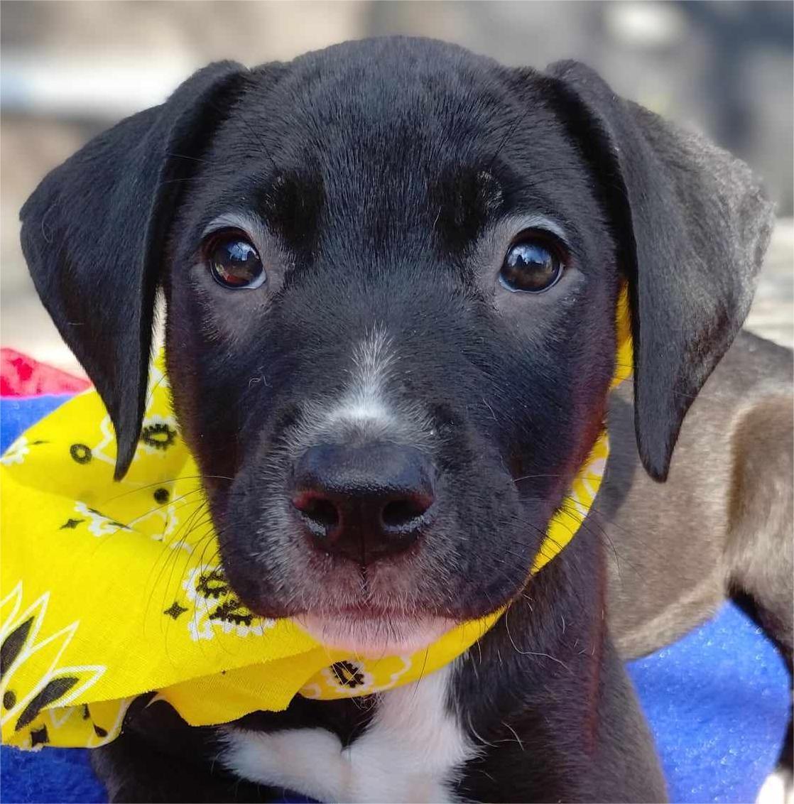 Dog for adoption - Valdo, a Labrador Retriever & German Shorthaired Pointer Mix in Brattleboro ...
